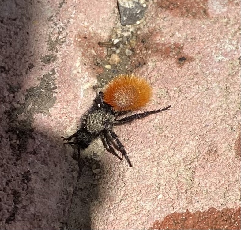 Magnificent Velvet Ant from N Buckhorn Dr, Kingman, AZ, US on April 15 ...