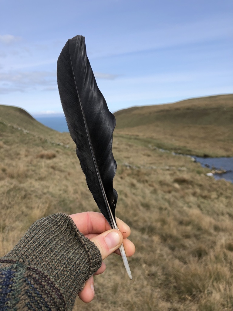 Common Raven from Rathlin Island, Ballycastle, Northern Ireland, GB on ...