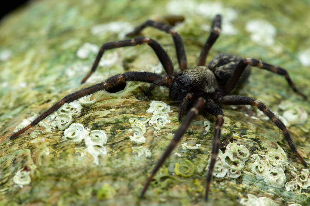 Black House Spider Pictures A New Eratigena Sp Giant House Spider