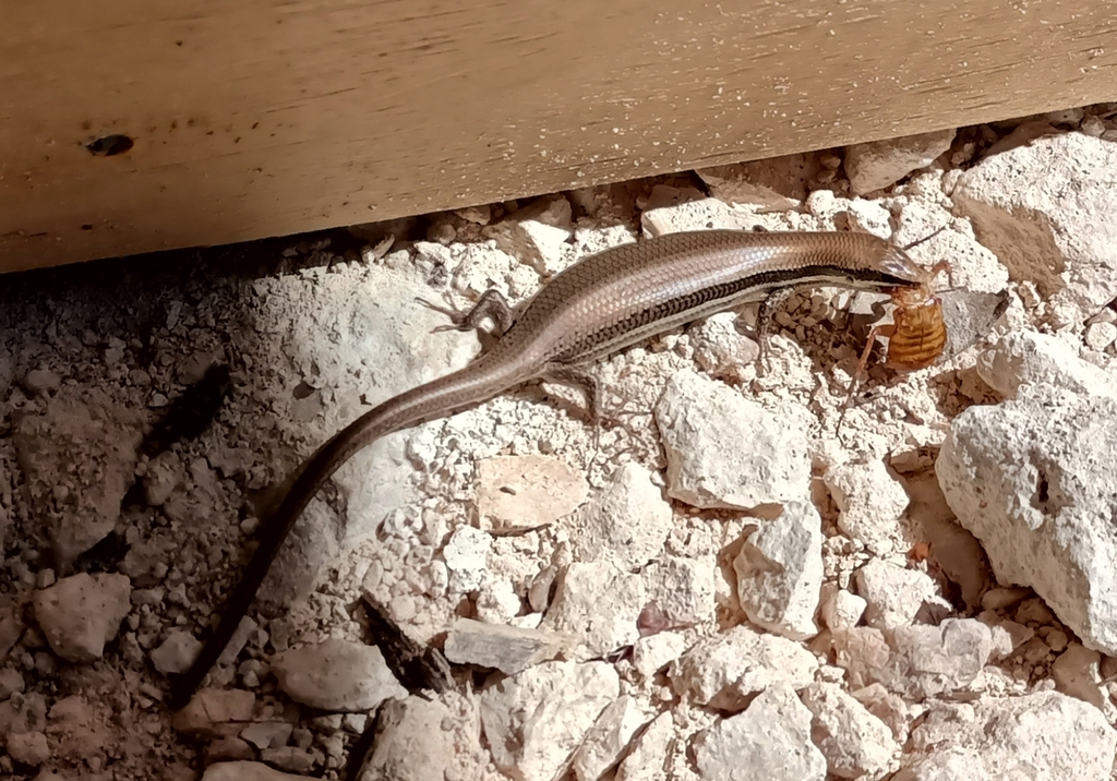 Mayan Skink from 97751 Pisté, Yuc., México on April 15, 2023 at 03:34 ...