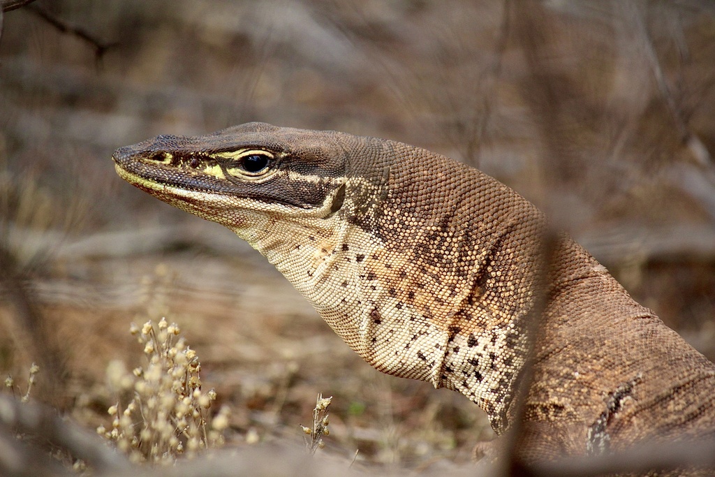 Western Argus Monitor from Paynes Find, WA, AU on April 15, 2023 at 06: ...