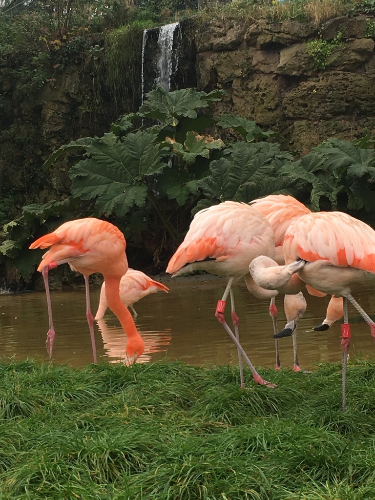 American Flamingo from Dudley, UK on 15 November, 2017 at 11:47 AM by ...