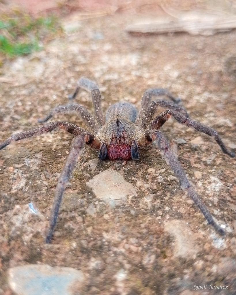 Brazilian Wandering Spider from São Roque, SP, Brasil on April 14, 2023 ...