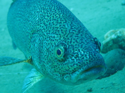 Perca patagonica (Percichthys trucha) · iNaturalist Mexico