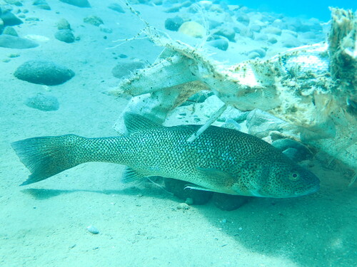 Perca patagonica (Percichthys trucha) · iNaturalist Mexico