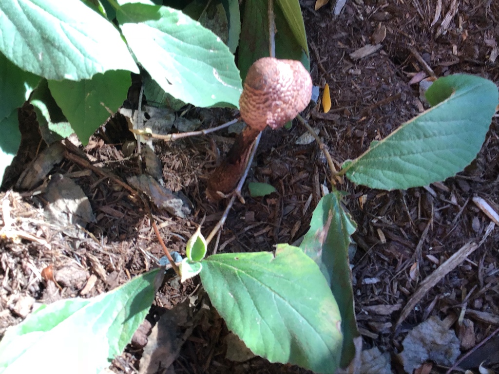 reddening lepiota on October 16, 2018 at 01:45 PM by Declan Thornton ...