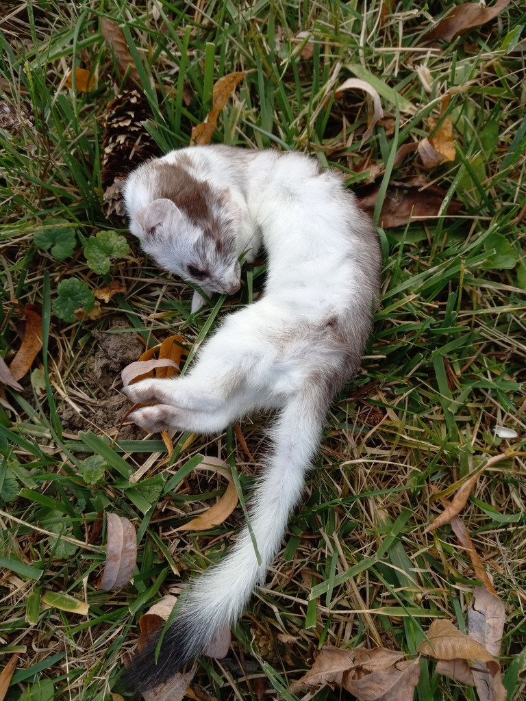 Long-tailed Weasel from Addison, VT 05491, USA on November 10, 2022 at ...