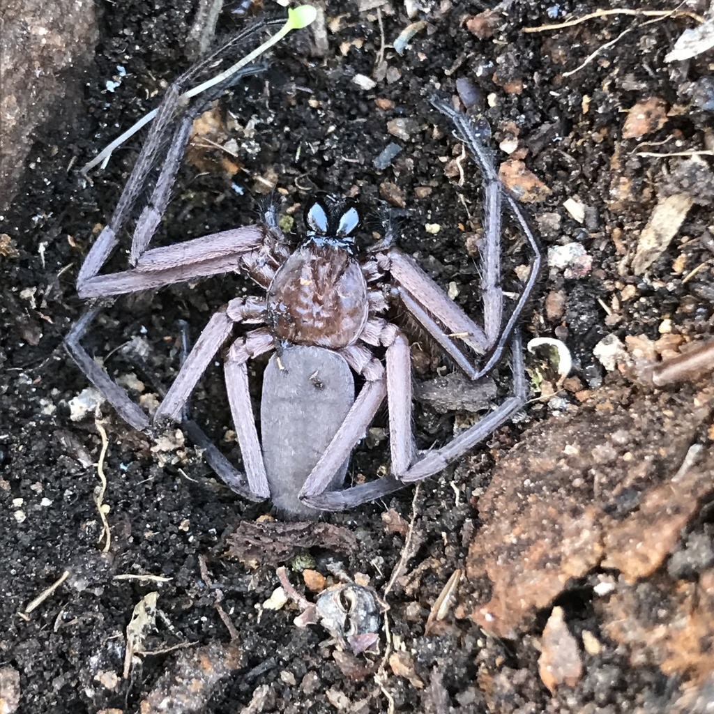 Scorpion Flat Spiders from Sundown National Park, Sundown, QLD, AU on ...