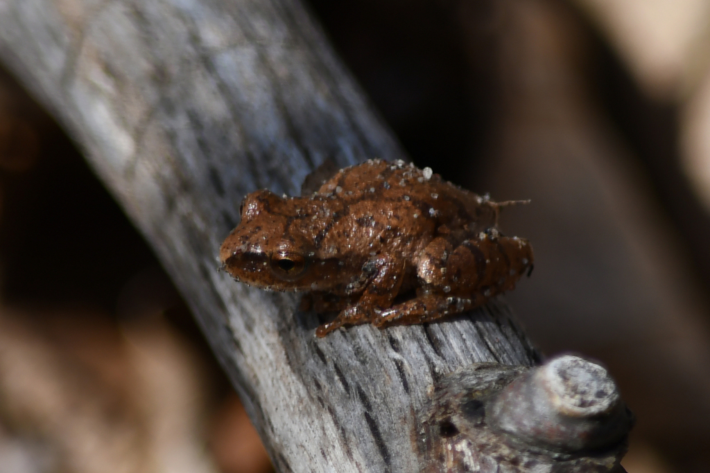 Spring Peeper from Macomb County, MI, USA on April 15, 2023 at 11:54 AM ...