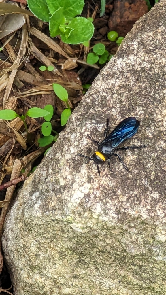 Ants, Bees, and Stinging Wasps from Tempe NSW 2044, Australia on April ...