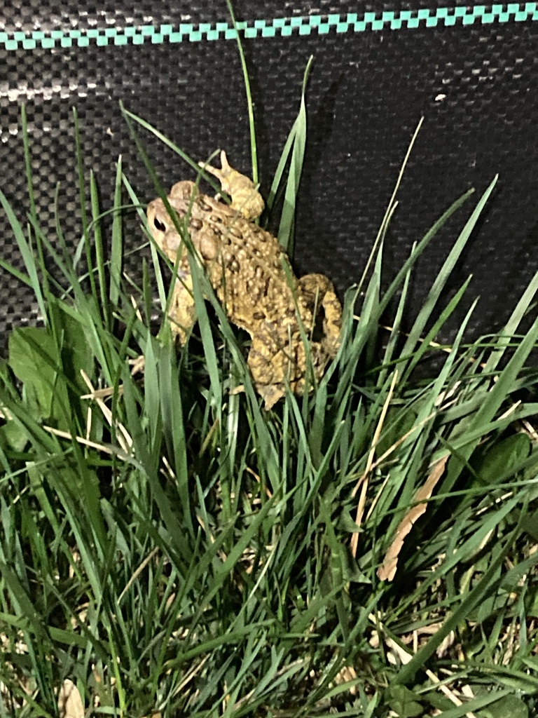 American Toad from Harrison St, Livonia, MI, US on April 15, 2023 at 09 ...