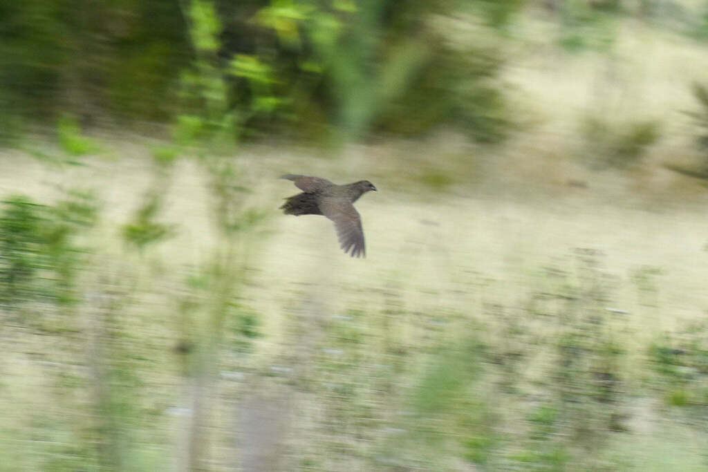 Brown Quail from Toombul Rd, Virginia QLD 4008, Australia on October 14 ...