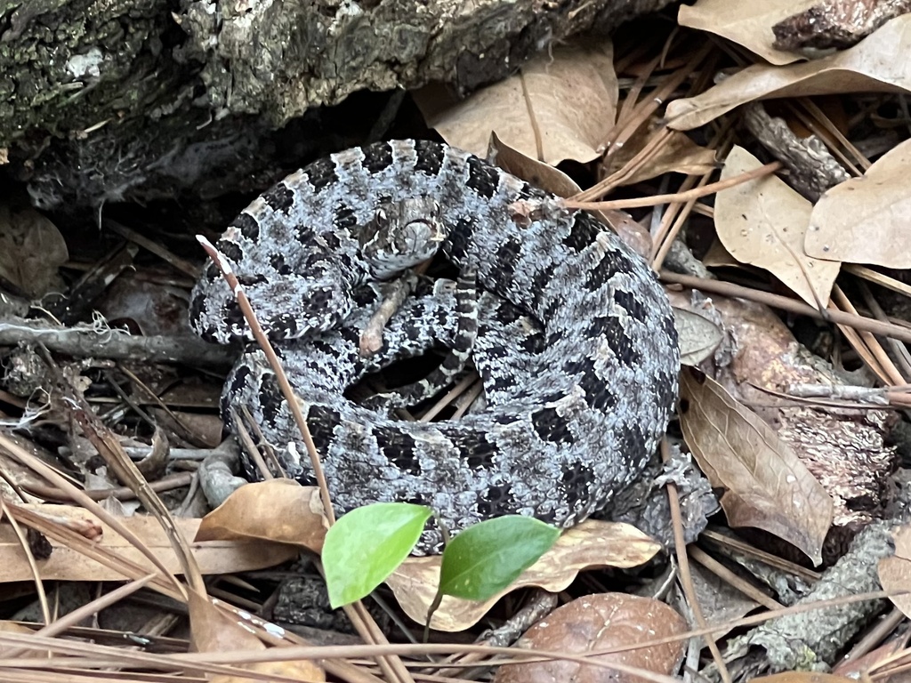 Dusky Pygmy Rattlesnake from Milton, FL, US on April 15, 2023 at 03:14 ...
