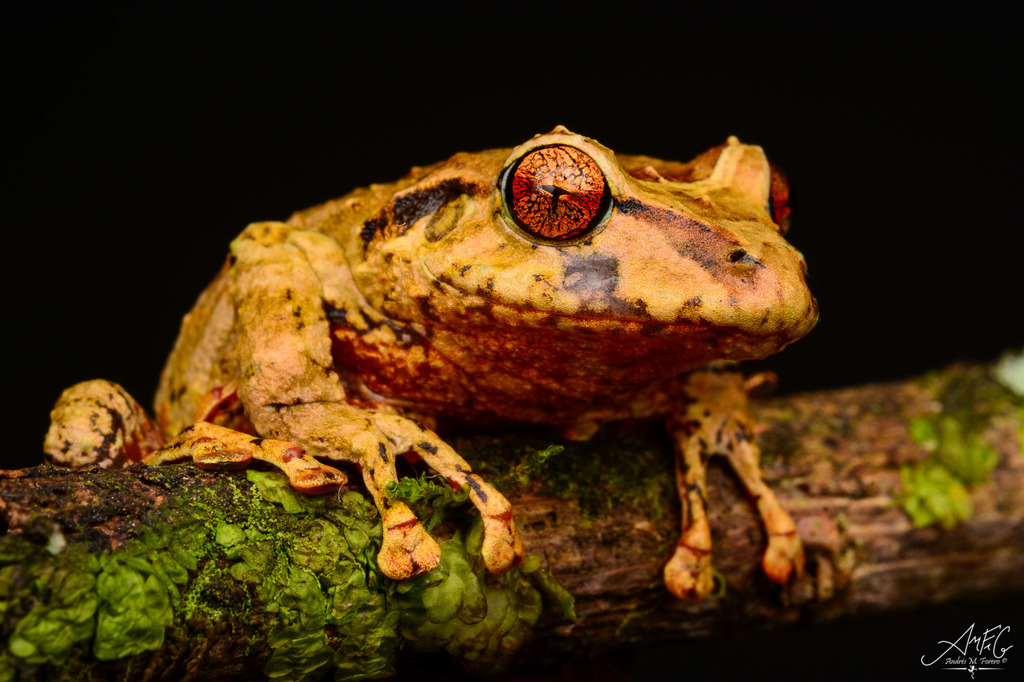 Andean Orange-thighed Frog from Llanos de Cuiba, Yarumal, Antioquia ...