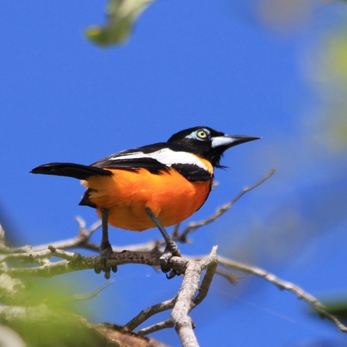 Venezuela National Bird The Venezuelan Troupial Is The National Bird