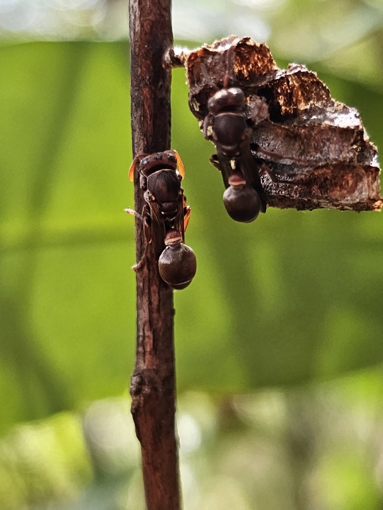 Stick-nest Brown Paper Wasp from Tanawha QLD 4556, Australia on April ...