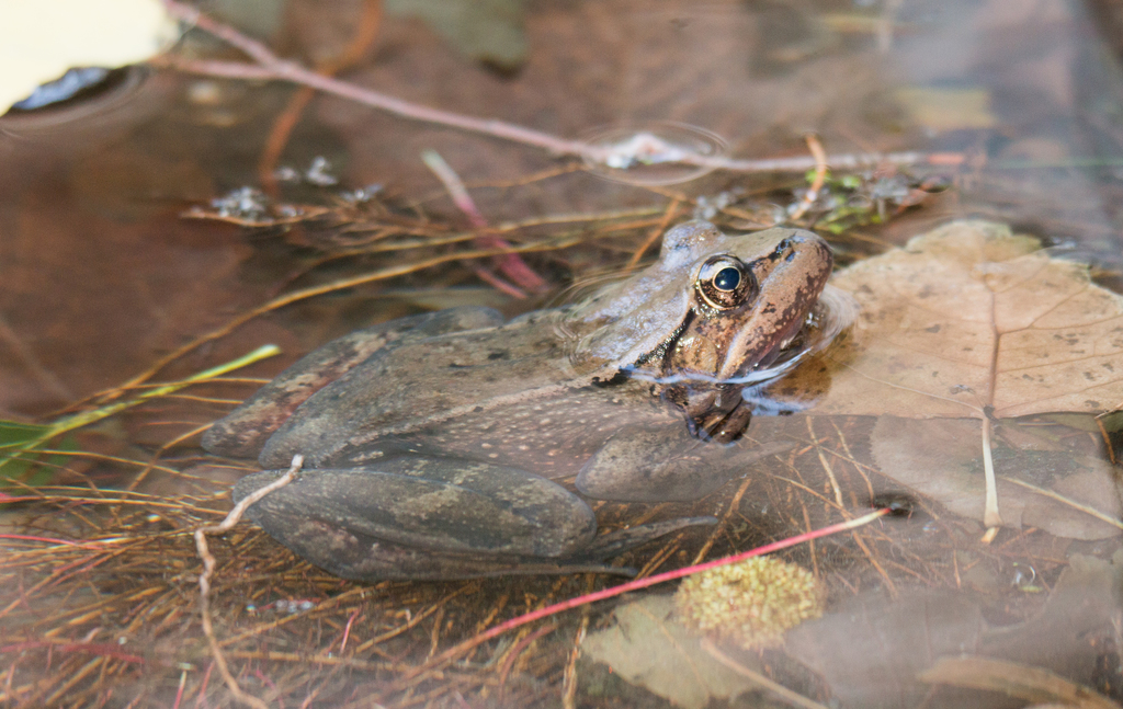 California Red-legged Frog in October 2018 by Jonathan Aguayo · iNaturalist
