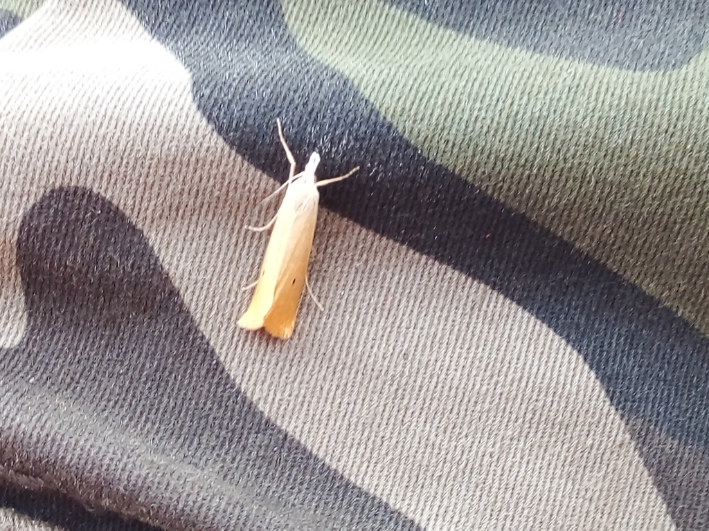 Rice Yellow Stem Borer from Chellanam, harber, Cochin, India on March ...