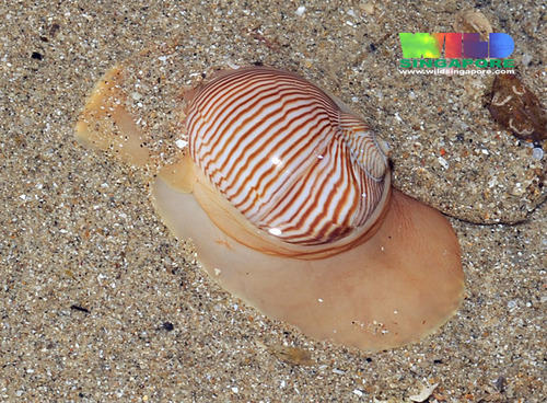 Natica lineata · iNaturalist Mexico