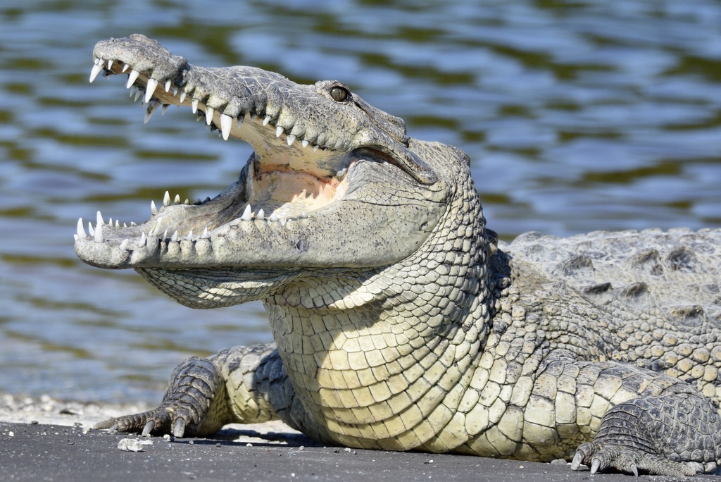 American Crocodile (Crocodylus acutus) - Marine Life Identification