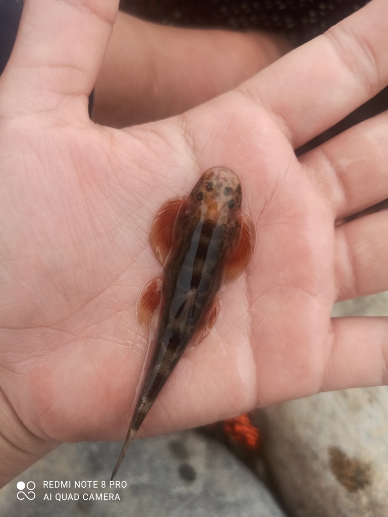(Balitora brucei) - Marine Life Identification