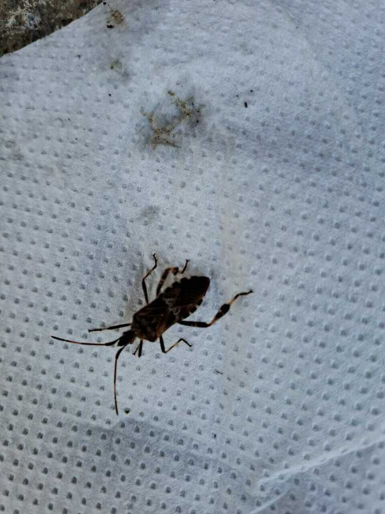 Western Conifer Seed Bug from Cautín, Araucanía, Chile on April 16 ...