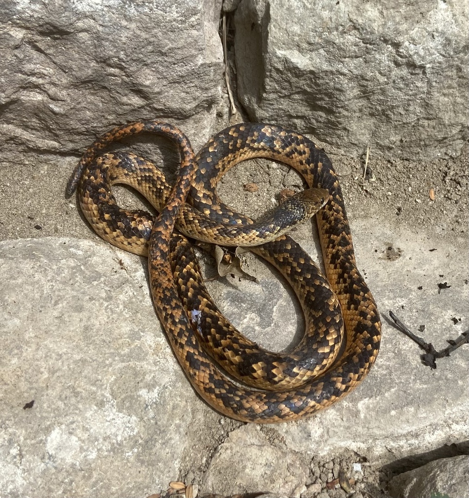 Fitzinger's False Coral Snake from Departamento de Lima, PE on April 16 ...