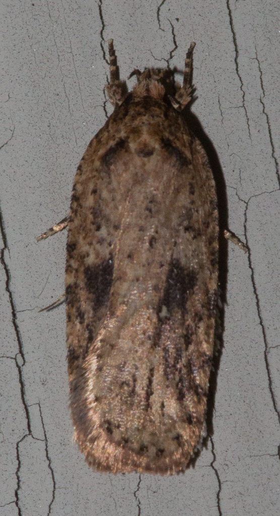 Goldenrod Leaffolder Moth from Washington County, VT, USA on April 15 ...