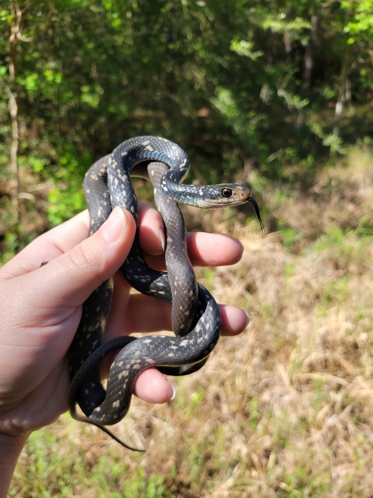 Buttermilk Racer from Cut and Shoot, TX 77303, USA on April 16, 2023 at ...