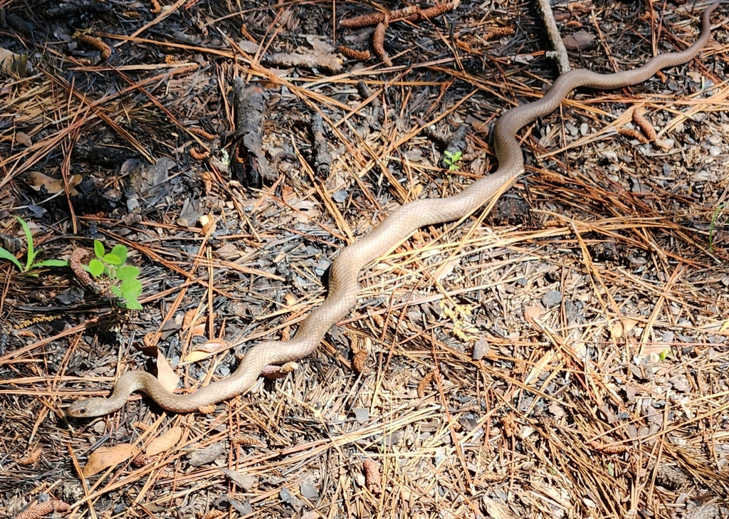 Tan Racer from Silsbee, TX 77656, USA on April 16, 2023 at 11:25 AM by ...