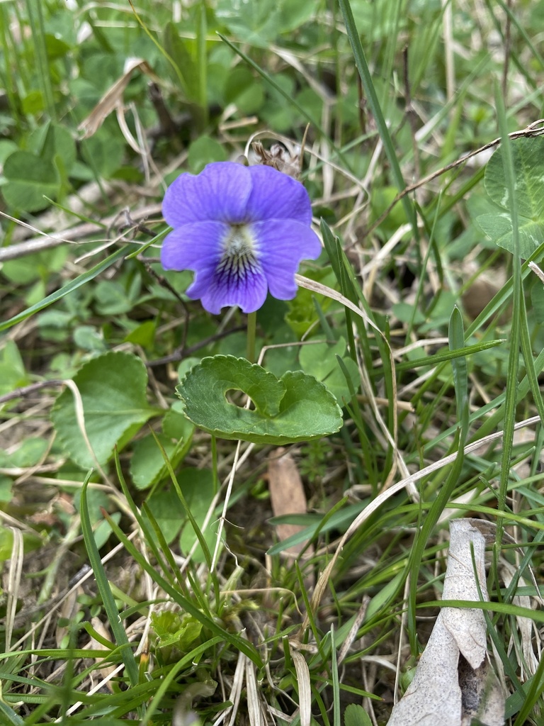 common blue violet from Carstead Dr, Slingerlands, NY, US on April 16 ...