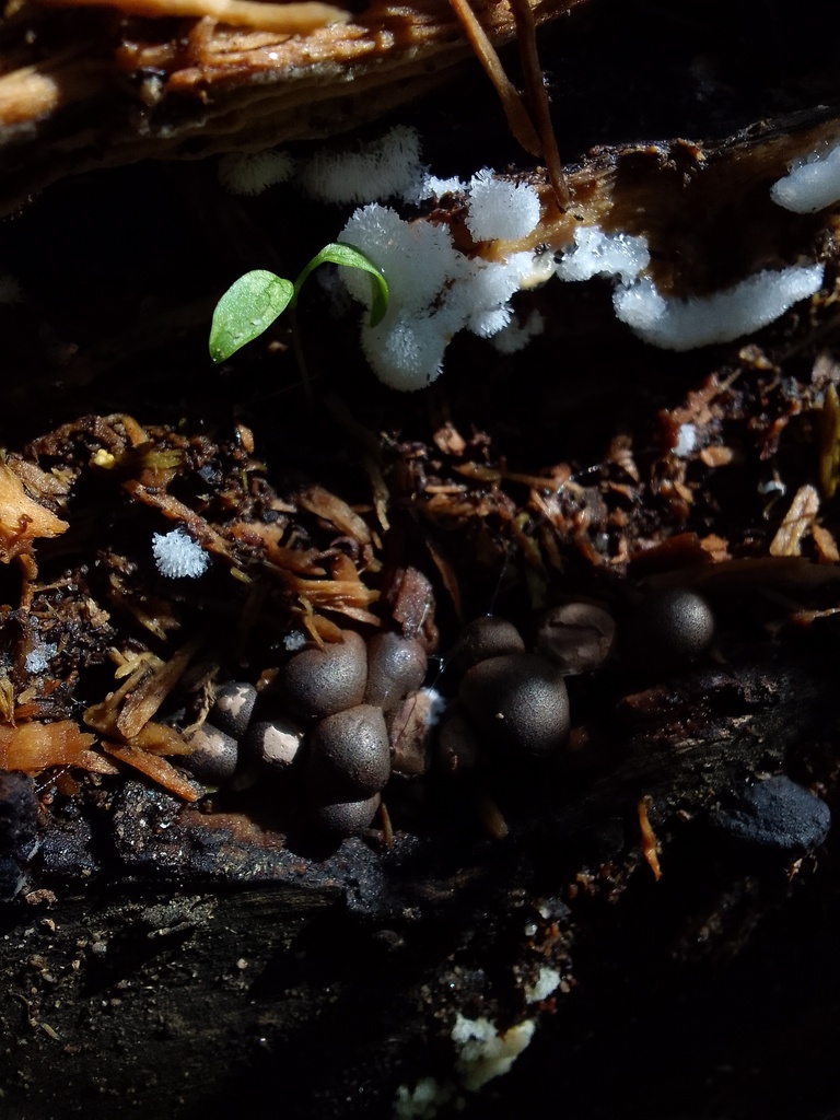 Lycogala from Colón, Córdoba, Argentina on March 25, 2023 at 10:39 AM ...