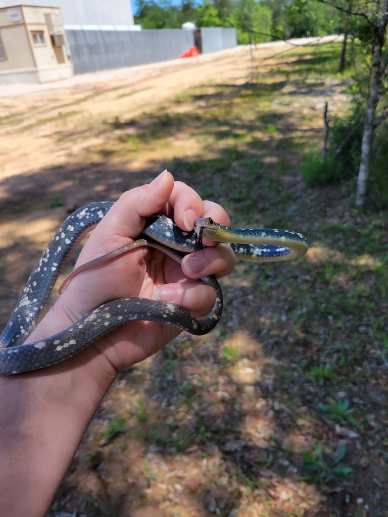 Buttermilk Racer from Cut and Shoot, TX 77303, USA on April 16, 2023 at ...