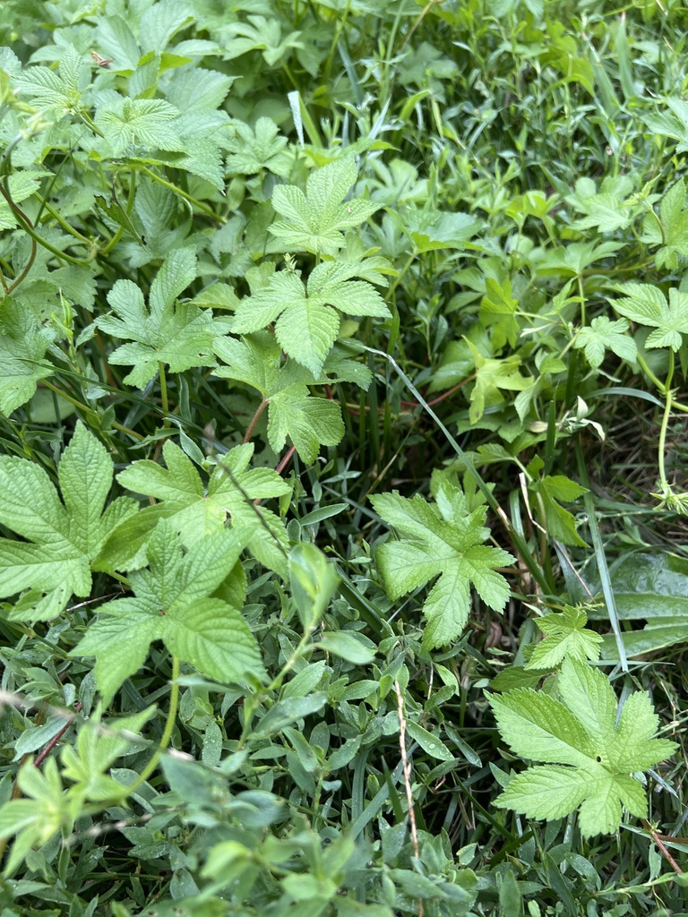 Japanese Hops from Washington County, Chesapeake and Ohio Canal ...