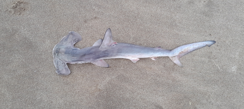 Smooth Hammerhead in January 2023 by Alan David Kaminski · iNaturalist