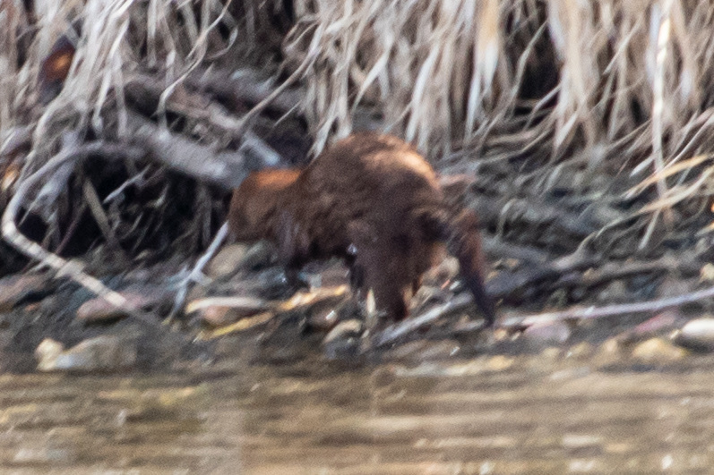 American Mink from Cache la Poudre River, Fort Collins, CO, US on April ...