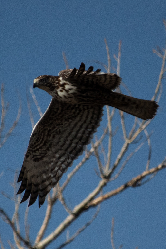 Hawks, Eagles, and Kites from Fort Collins, CO, US on April 9, 2023 at ...