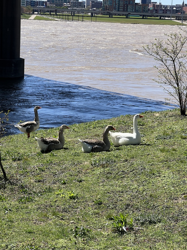 Grey Geese from W Riverside Dr, Jeffersonville, IN, US on April 1, 2023 ...