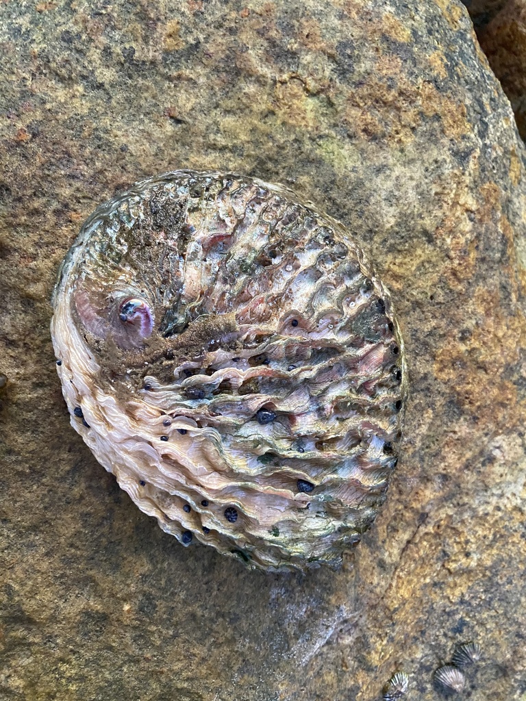 perlemoen in April 2023 by Megan Sixt · iNaturalist