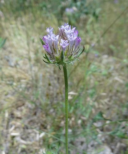 Star Scabious (Subspecies Scabiosa stellata simplex) · iNaturalist