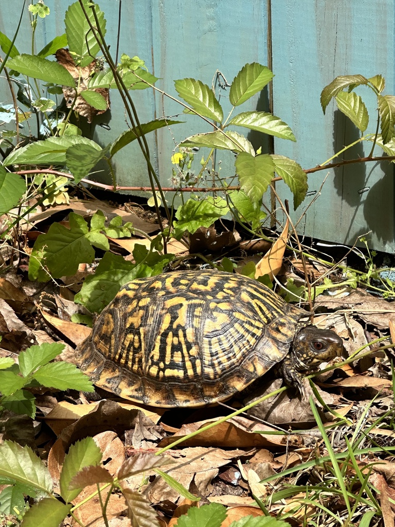 Eastern Box Turtle in April 2023 by Jennifer Louise Wiggen · iNaturalist