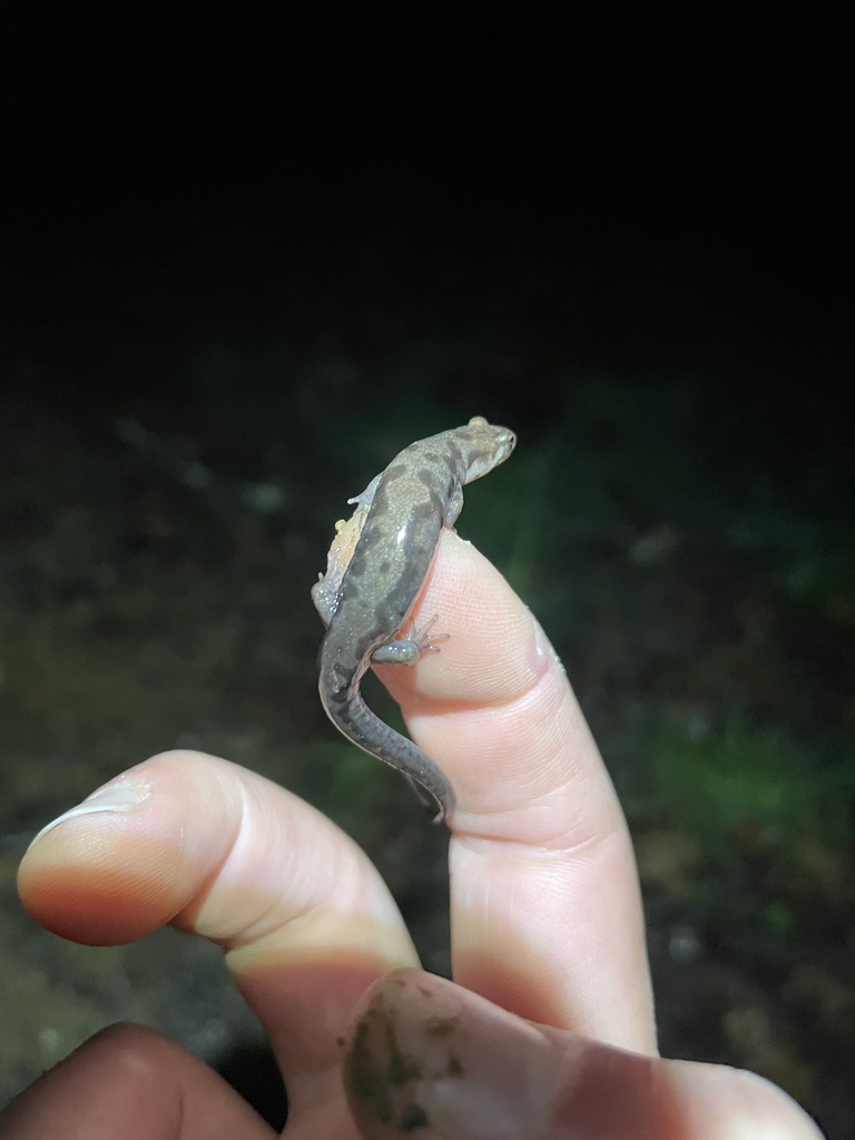 Blue Ridge Dusky Salamander in April 2023 by Jedda · iNaturalist