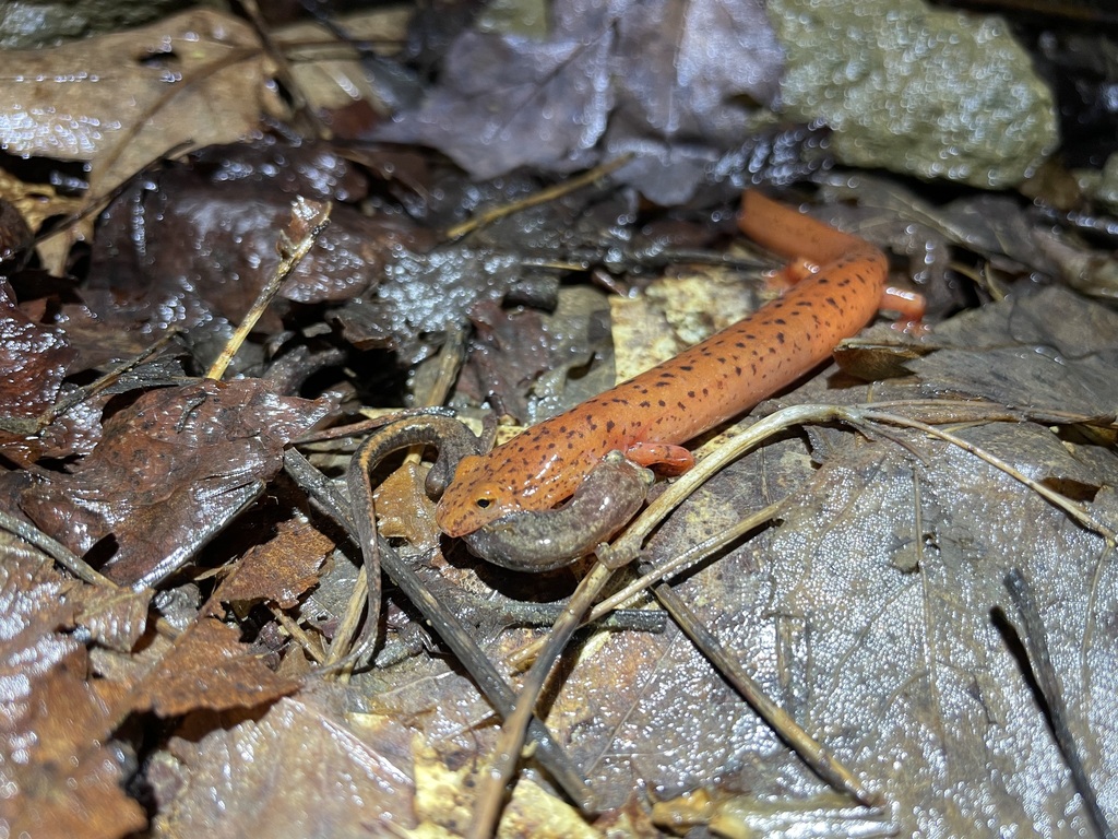 Blue Ridge Spring Salamander in April 2023 by Jedda. Eating D. orestes ...