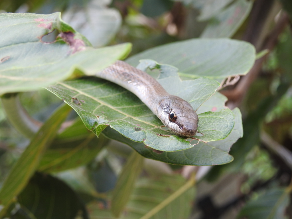Boddaert's Tropical Racer from Porto Velho - RO, Brasil on November 28 ...