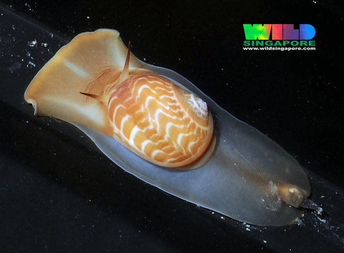 Tanea areolata from South West, Singapore on May 19, 2008 at 05:48 AM ...