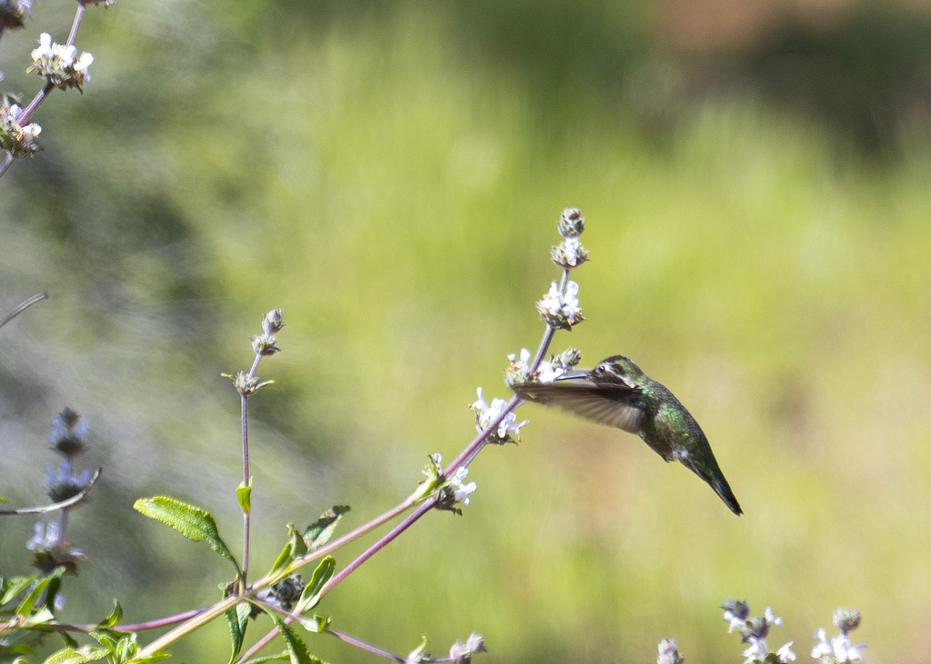 Anna's Hummingbird from Contra Costa County, CA, USA on April 15, 2023 ...