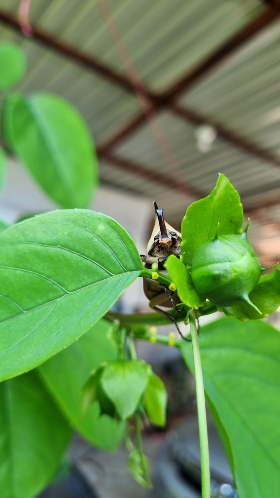 Spodistes from Provincia de Alajuela, Cirrí Sur, Costa Rica on April 15 ...