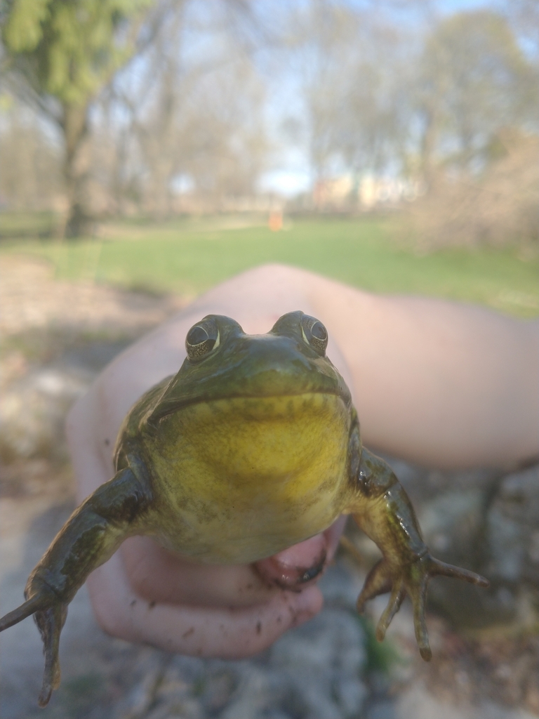 American Water Frogs from Toronto, ON M1P 3E8, Canada on April 16, 2023 ...