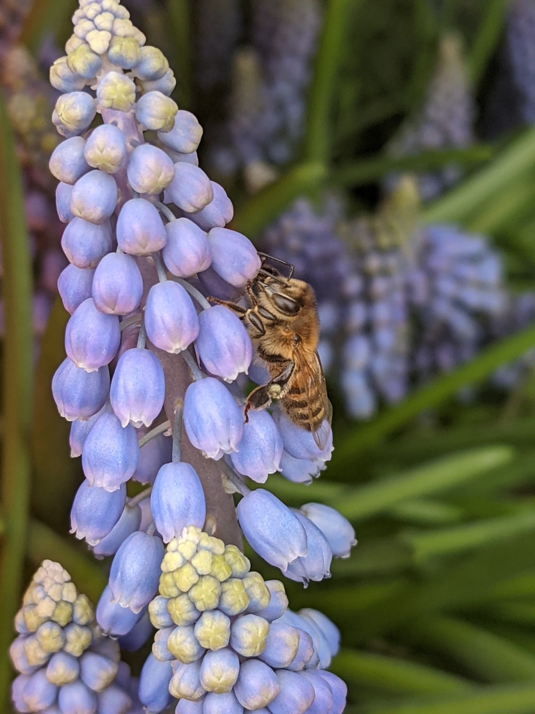 Western Honey Bee from Calgary, AB T2N 1M5, Canada on April 16, 2023 at ...