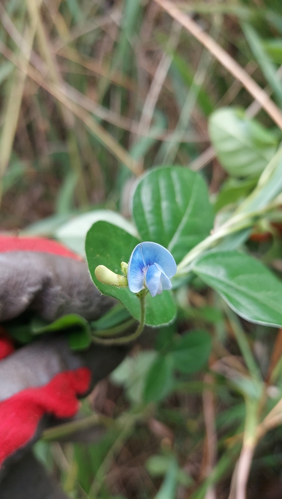 creeping vigna from Mapleton QLD 4560, Australia on April 17, 2023 at ...